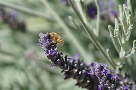 Mapping Bee Populations Understanding Distribution And Conservation