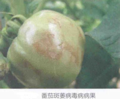 番茄病毒病百度百科