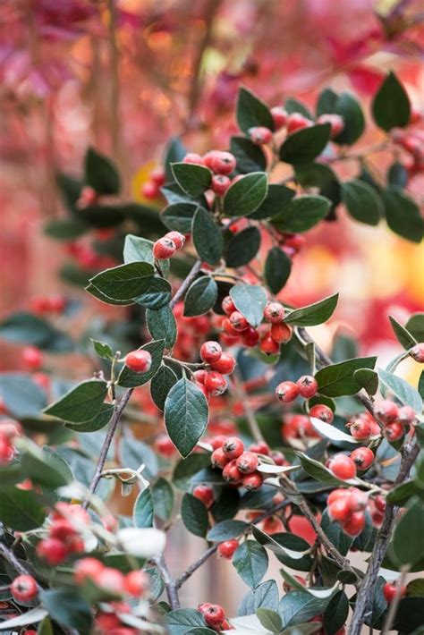 Cotoneaster Franchetii Franchets Cotoneaster Shrubsrhs