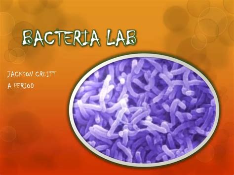 PPT BACTERIA LAB PowerPoint Presentation Free Download ID