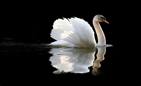 Fragile X Syndrome Literary Mama