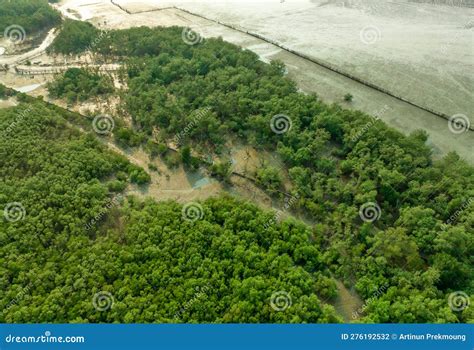 Green Mangrove Forest Capture Carbon Dioxide Net Zero Emissions Mangroves Capture Co2 From