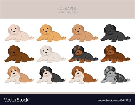 Cockapoo Mix Breed Puppies Clipart Different Vector Image