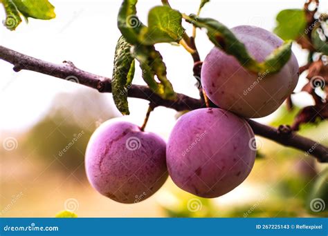 Wild Plum Tree In An Orchard In France In Summer Blue And Violet Plums