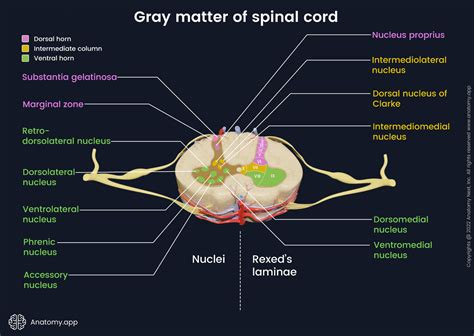 Spinal Cord Cross Section Cervical Cross Sectional Anatomy Of The