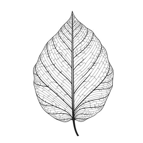 Large Leaf Drawn On The White Background Outline Sketch Drawing Vector
