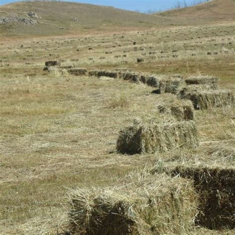 Stream Аймаг сумын аюулгүйн нөөцөд өвс тэжээл бэлтгэх ажил 30 гаруй хувьтай байна By Mongolian