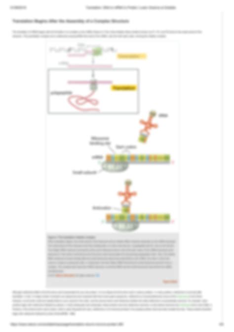 solution translation dna to mrna to protein learn science at scitable