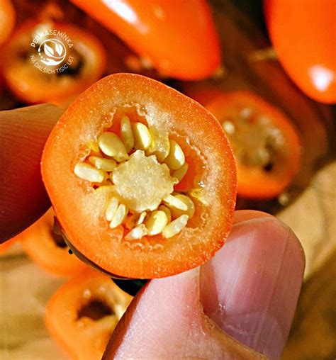 Leon Chilli Oranžové Jalapeňo Semena