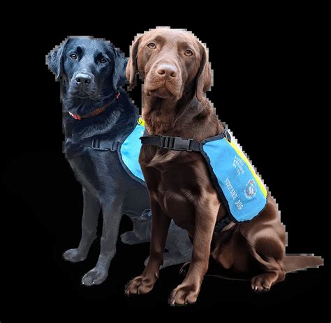 Autism Dogs Charity Assistance Dogs For Autistic People
