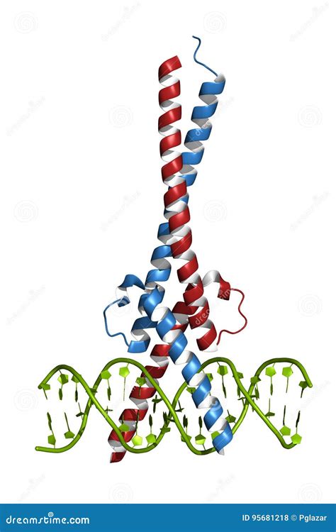 C Myc Protein Stock Illustration Illustration Of Chromosome 95681218