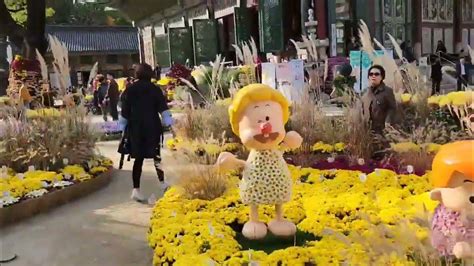 2023년 서울여행 조계사 국화꽃 백송 느티나무 조계사 경내 분위기 세계여행tv 국내여행 서울여행 조계사 Youtube