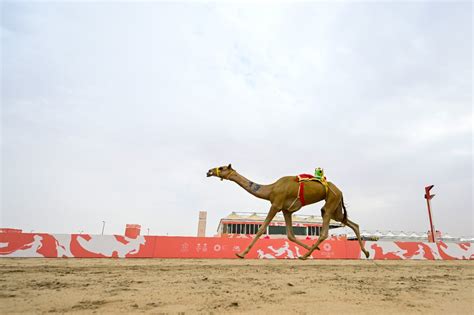 الاتحاد السعودي للهجن Scrfsa Twitter