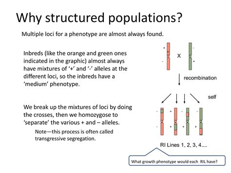 Genotype To Phenotype By Qtl Ppt