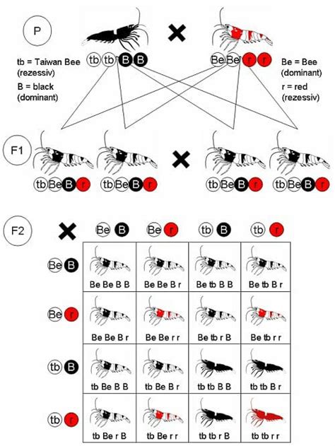 Epistasis Definition Types And Examples Biology Dictionary 52 Off