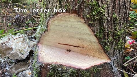 Types Of Tree Felling Cuts Uk At Andrew Corby Blog