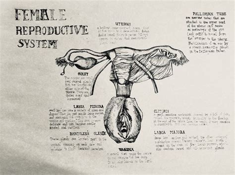 Sketch Of Female Reproductive System Sketches Female Reproductive