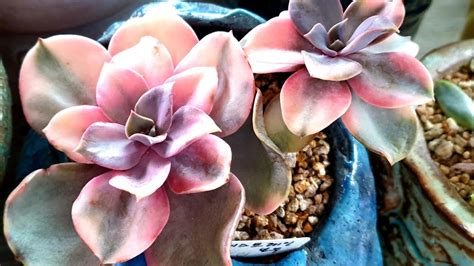 뿌리활착이 잘 되어 짱짱한 웨스트레인보우 제스타 다육이 로즈로사 메비나금 정말 예쁘죠 Youtube