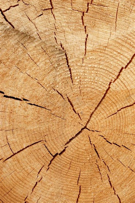 Old Tree Cross Section Stock Image Image Of Isolated 43960873