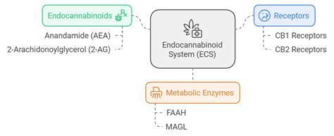 The Endocannabinoid System A Comprehensive Overview Endocannabinoid System