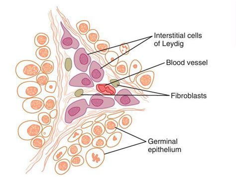 Leydig Cells Medizzy
