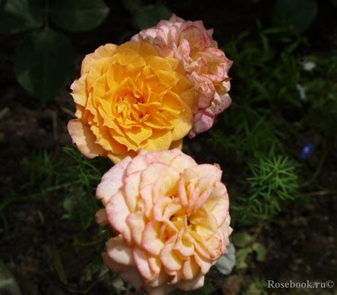 Галерея Dora Parade Poulpar071 Энциклопедия роз