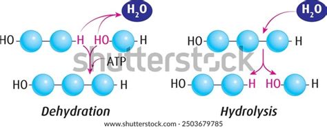 Main Difference Between Dehydration Synthesis Hydrolysis Stock Vector Royalty Free
