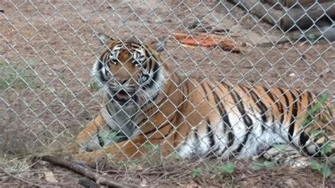 Rescued Tiger Resting Behind Chain Link Fence