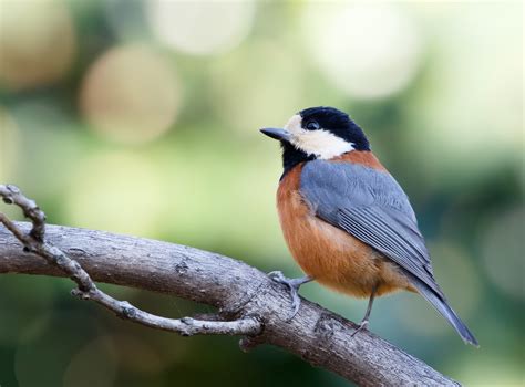 Varied Tit Sittiparus Varius Birdweather
