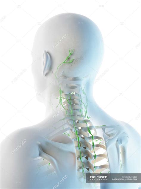 Posterior Cervical Lymph Nodes Swollen Posterior Cervical Lymph Nodes Causes And Treatments