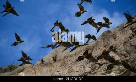 Burrowing Parrot Cyanoliseus Patagonus Flying In The Wild At The