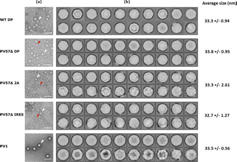 Electron Microscopy And 2d Class Averages Of Pv Vlps A Download