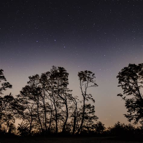 Free Download Hd Png Starry Sky Stars Branches Night Night Sky 4k Wallpaper Toppng