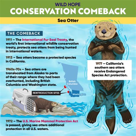 Conservation Comeback The Sea Otter Wild Hope