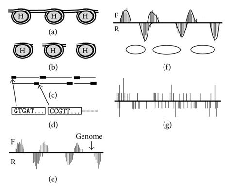 Nucleosome Prediction Process A Nucleosomes Connected By Linker Dna
