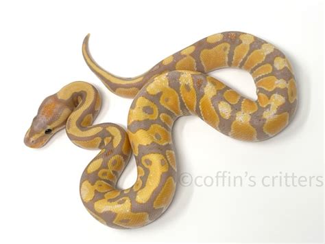 Banana Vanilla Orange Dream 100 Het Clown With A Cute Little Marking