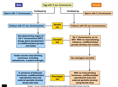 Sex Determination Genetics 101