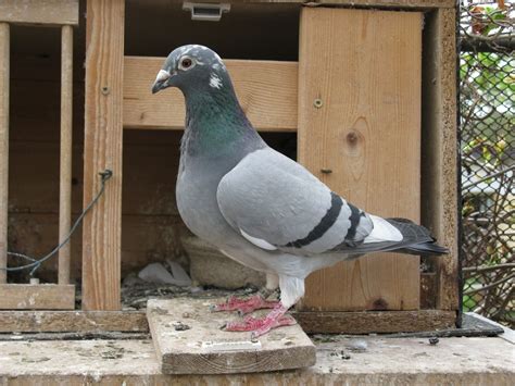 Racing Pigeons Fly Home Faster In Polluted Air Scientists Find Live