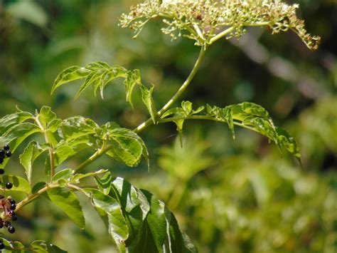 Sambucus Nigra Ssp Canadensis Native Plant Society Of Texas