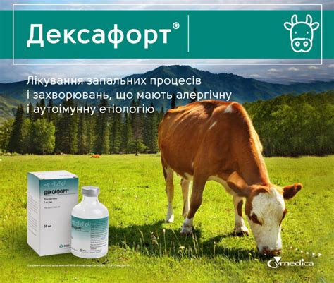 Дексафорт для собак: инструкция и показания к применению, отзывы, цена