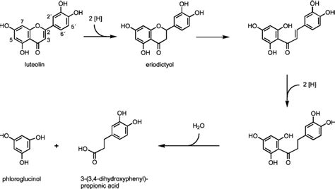 Proposed Pathway Of Degradation Of Luteolin By E Ramulus Download
