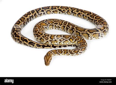 Burmese Python Hi Res Stock Photography And Images Alamy