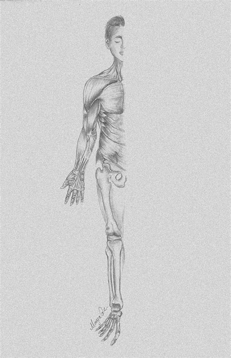 Human Body Side View Outline