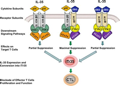 Il 35 A Novel Immunomodulator In Hepatitis B Virus Related Liver