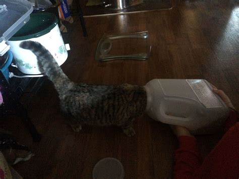 Lokai The Kitty Lokai Kitty