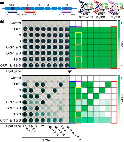 Smartphone Based Sars Cov 2 And Variants Detection System Using Colorimetric Dnazyme Reaction