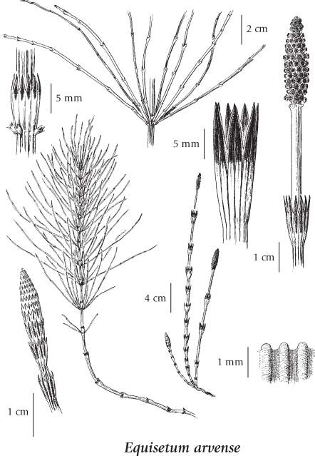 Equisetum Arvense