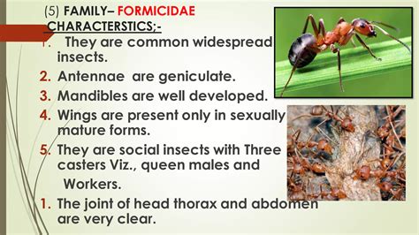 Order Hymenoptera Important Families Pdf