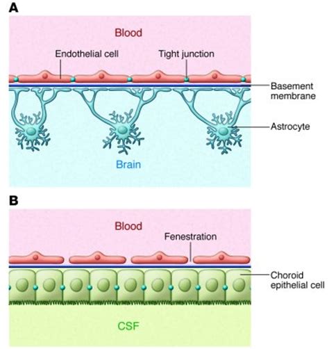 Barriers To Diffusion Of Disease Lasopaforms