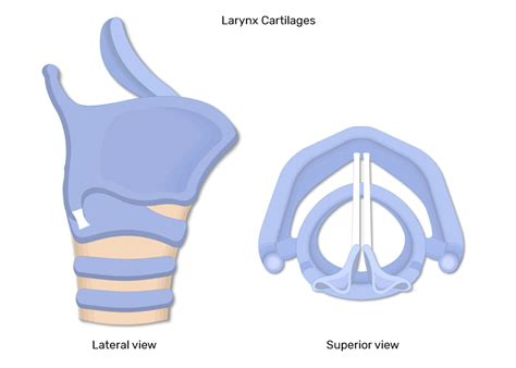 Extrinsic Muscles Of The Larynx Lateral View